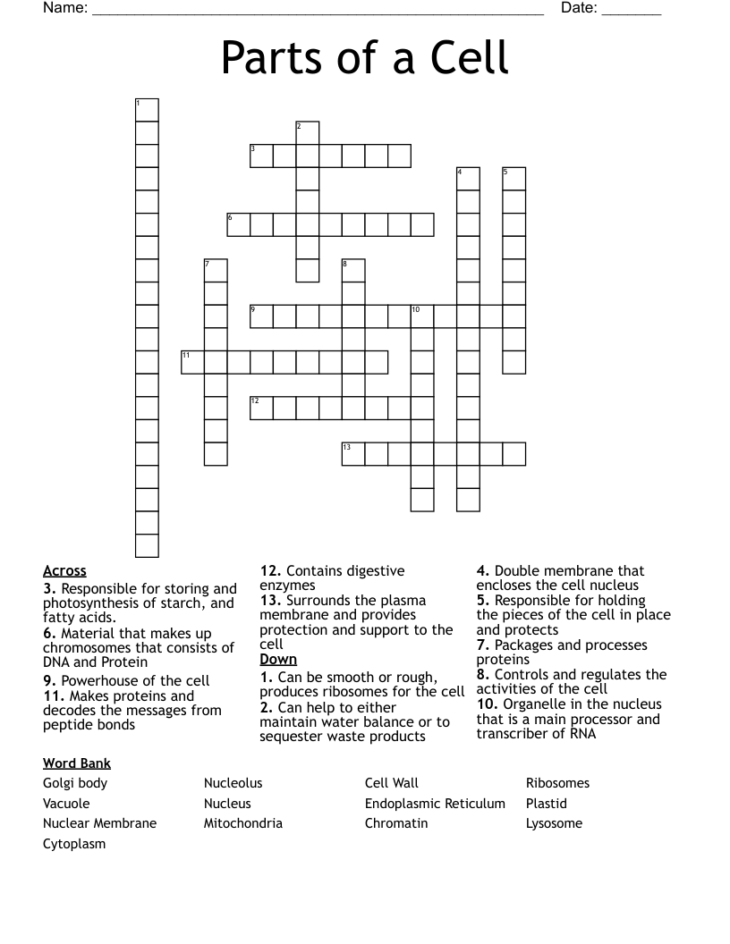 Parts of a Cell Crossword - WordMint