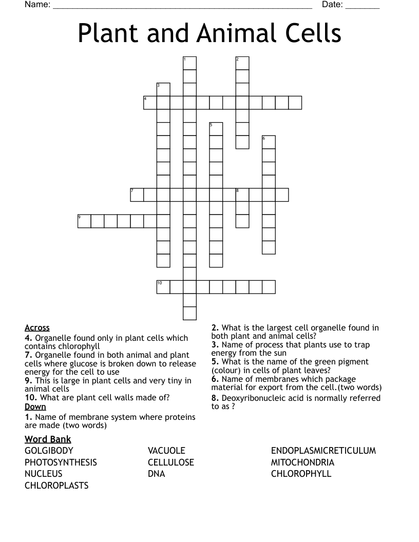 Plant and Animal Cells Crossword - WordMint