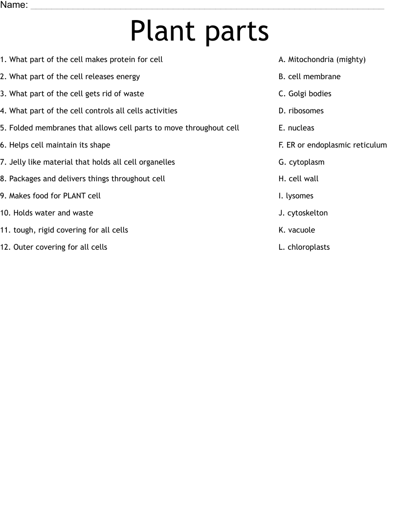 Plant parts Worksheet - WordMint