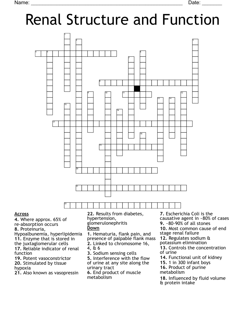 Renal Structure And Function Crossword WordMint