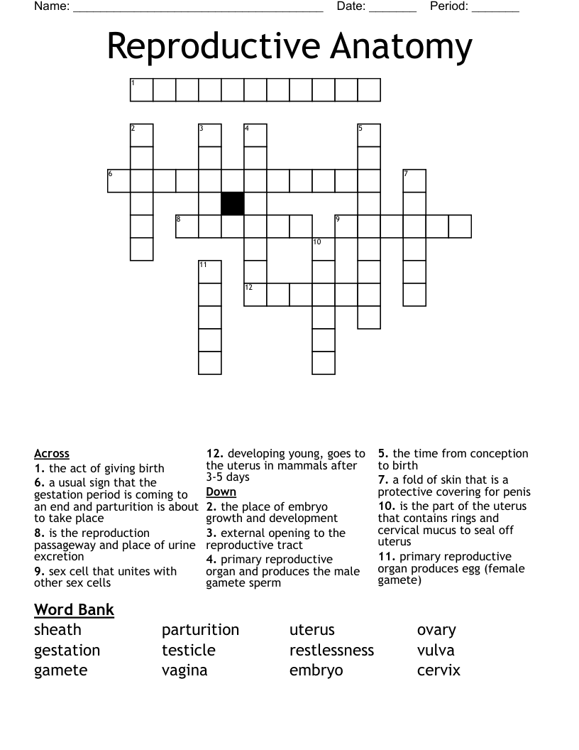 Reproductive Anatomy Crossword - WordMint