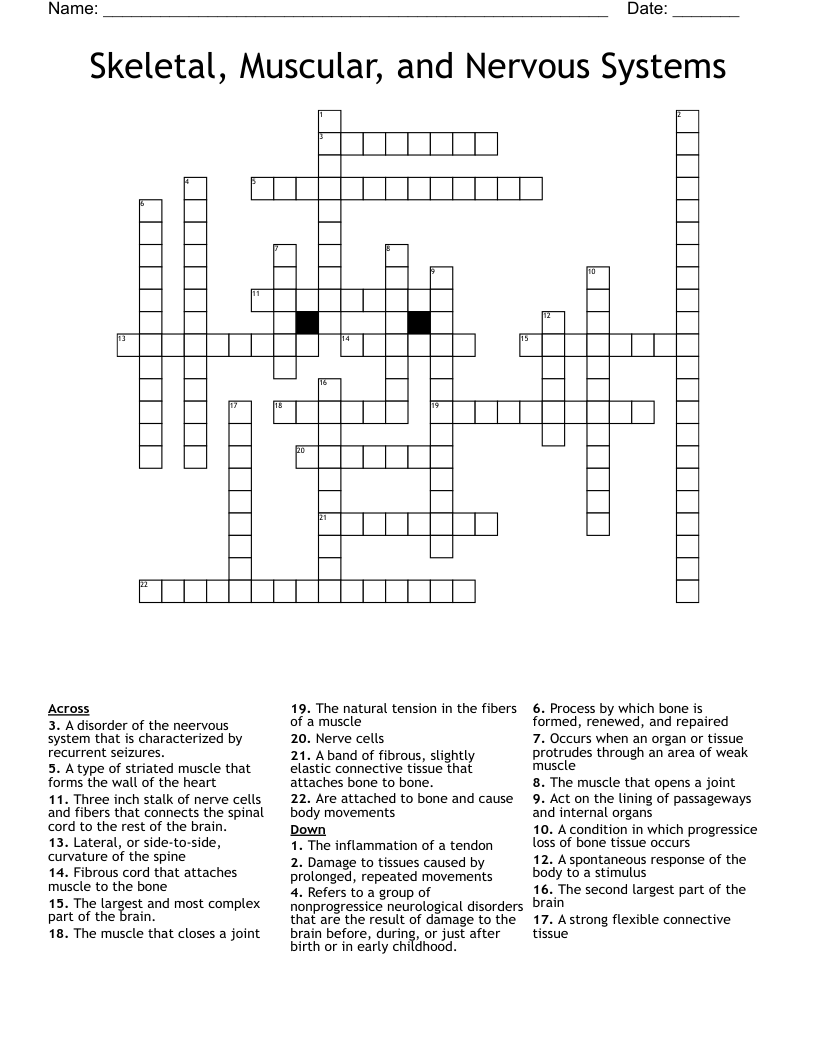 Muscular System Crossword WordMint