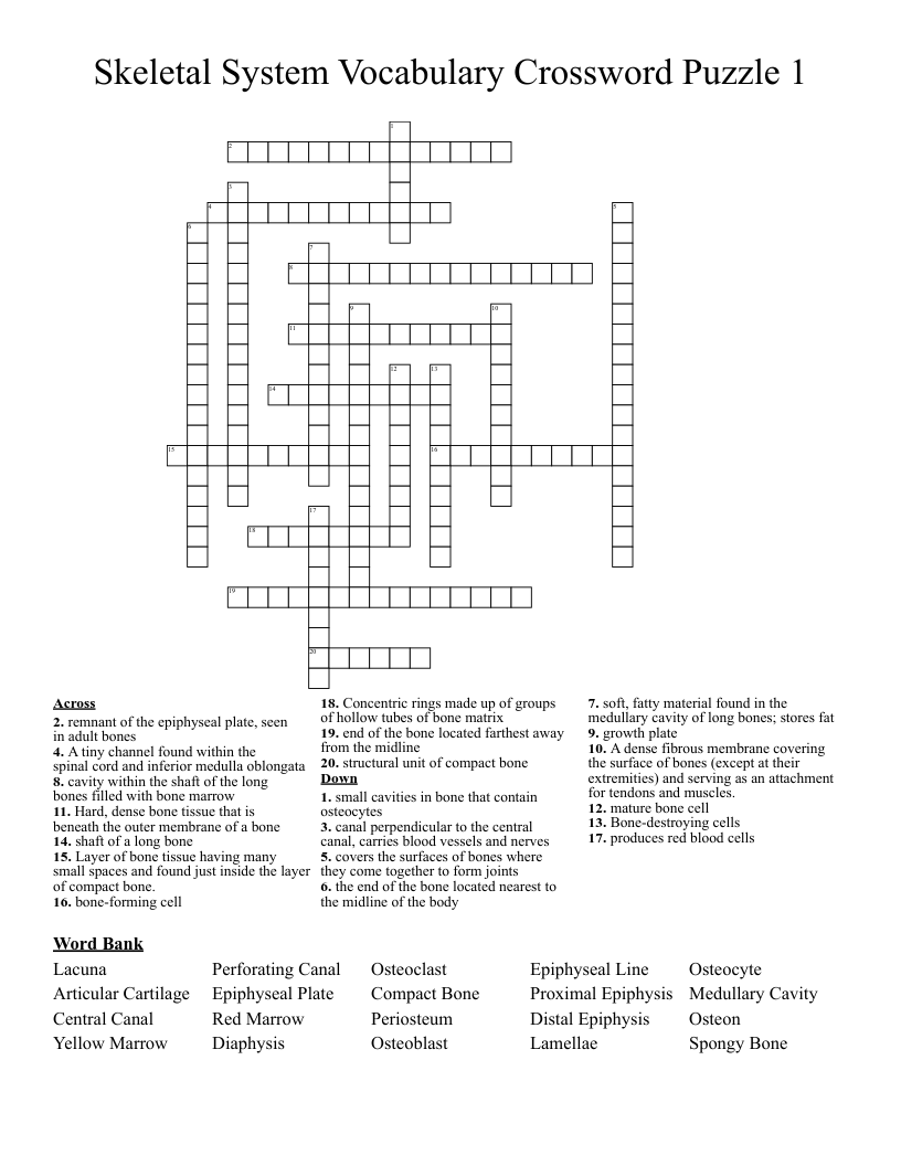 Skeletal System Vocabulary Crossword Puzzle 1 WordMint