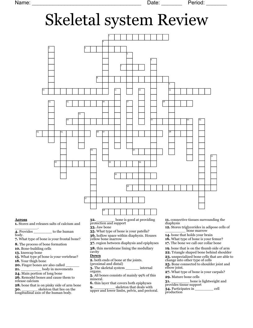 Skeletal System Review Crossword WordMint