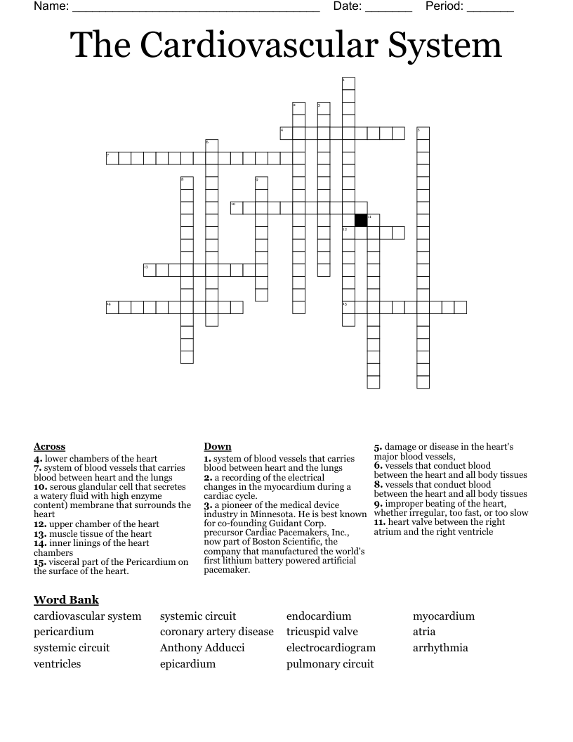 The Cardiovascular System Crossword - WordMint