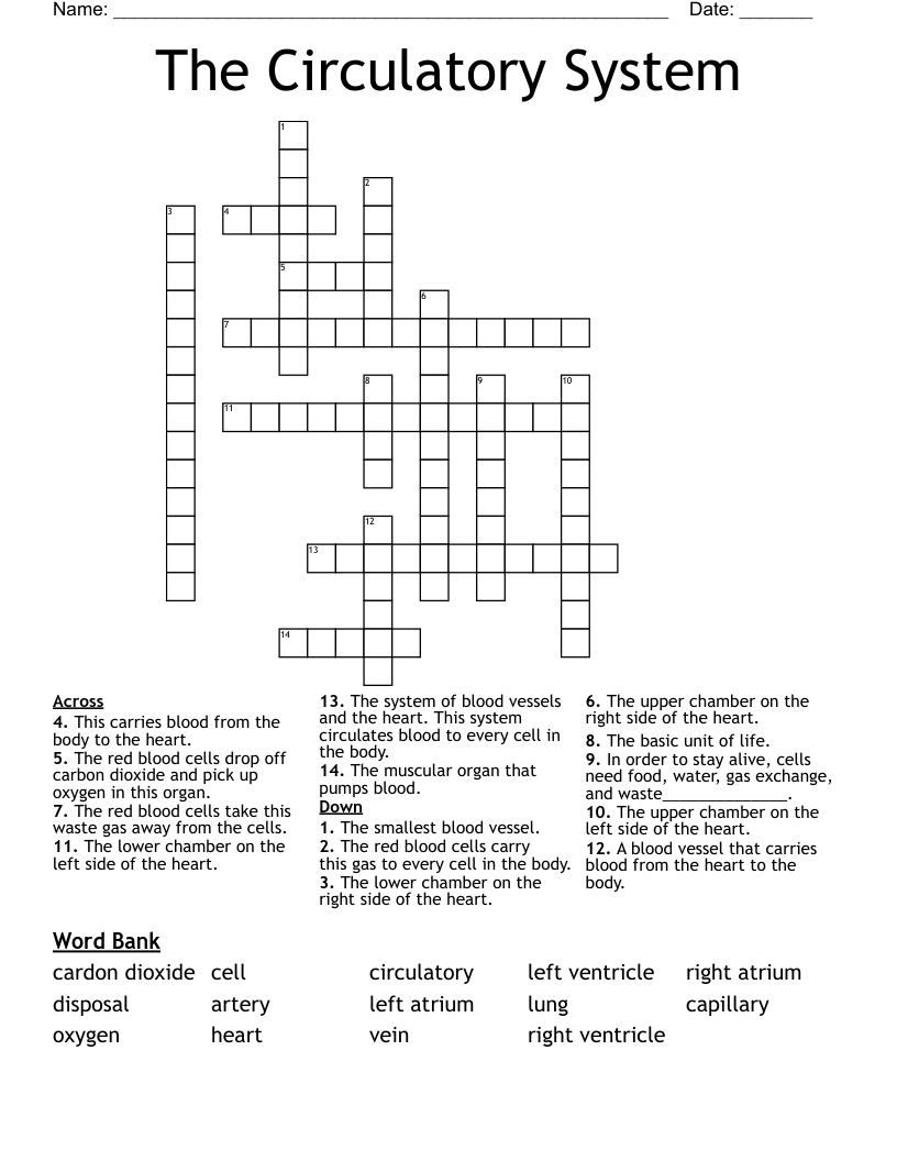 Circulatory System Word Search Free Printable - Word Search Maker