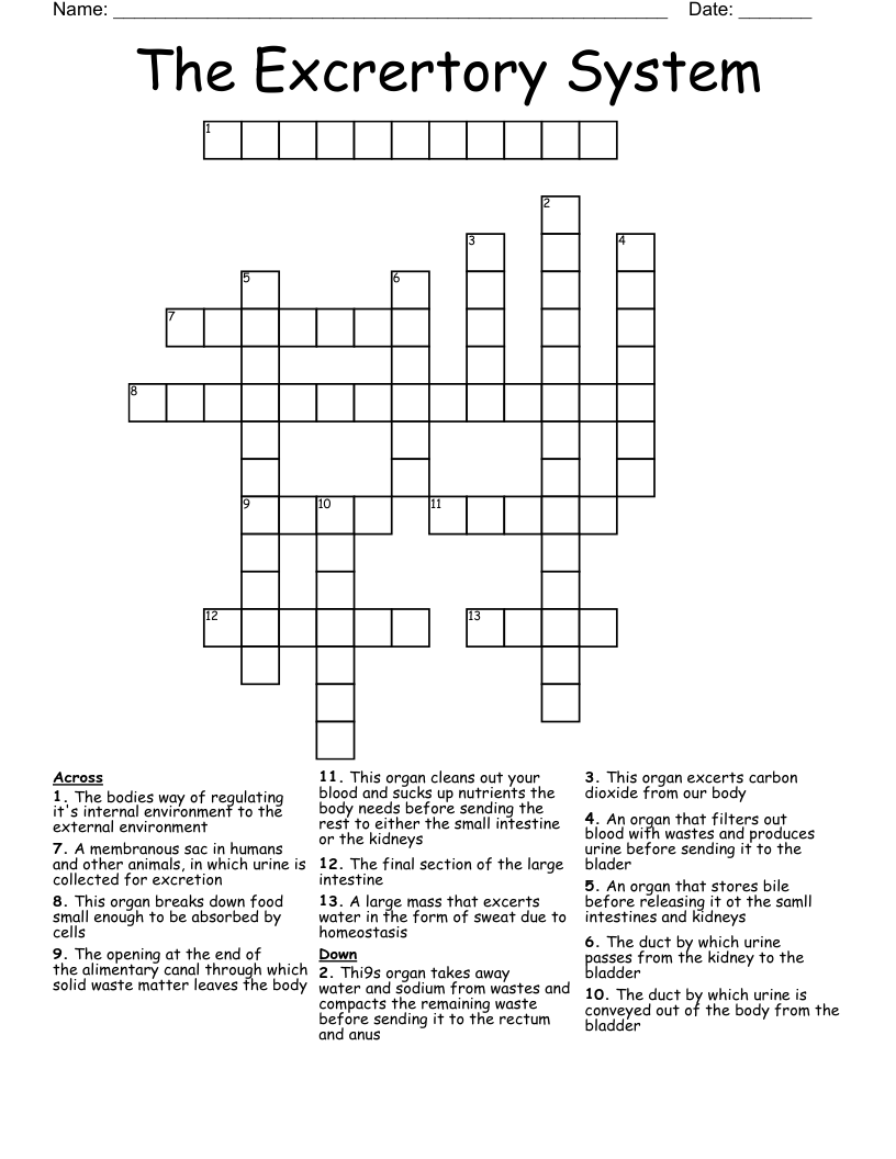 The Excrertory System Crossword - WordMint