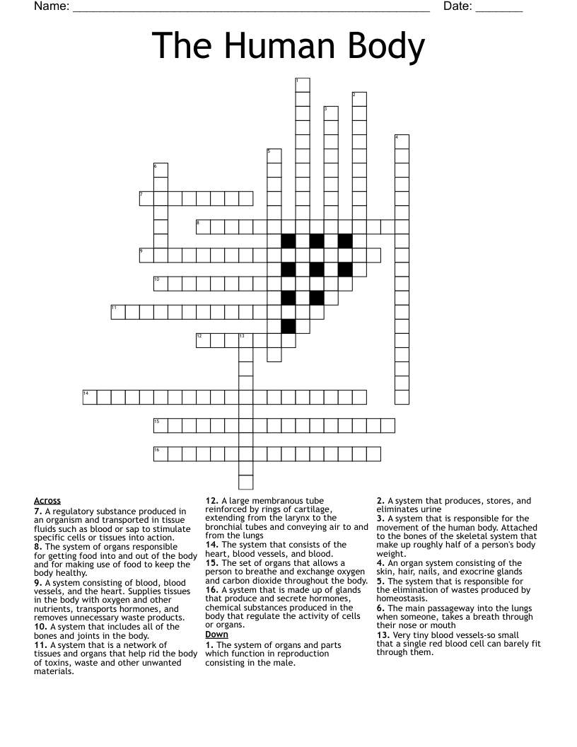 The Human Body Crossword WordMint
