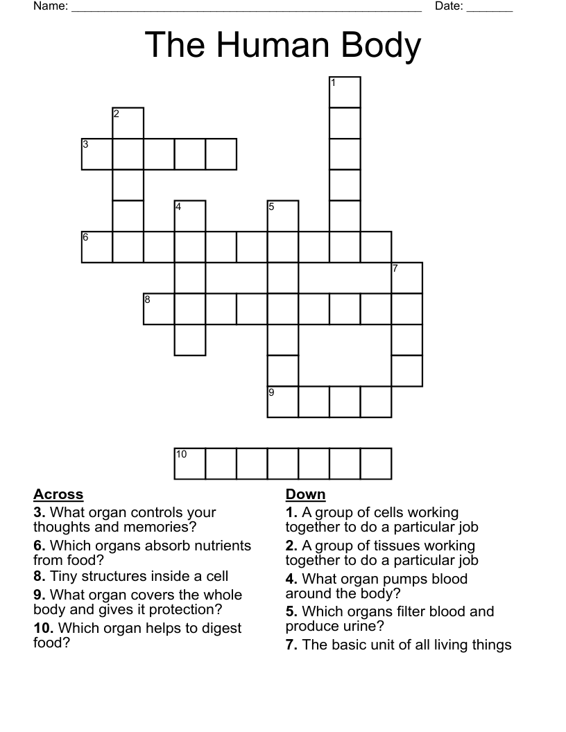 The Human Body Crossword WordMint
