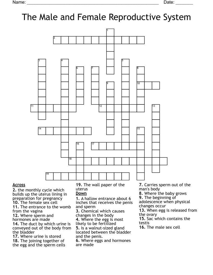 The Male And Female Reproductive System Crossword WordMint The Male And Female Reproductive System Crossword WordMint