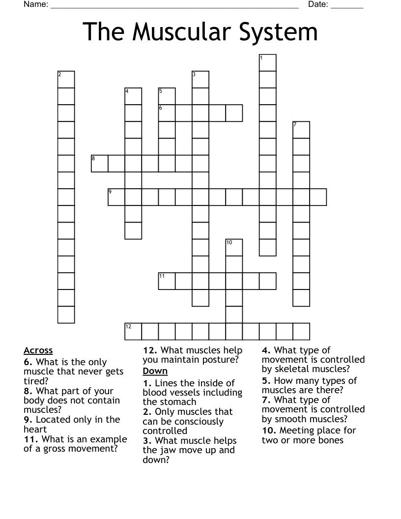 The Muscular System Crossword - WordMint