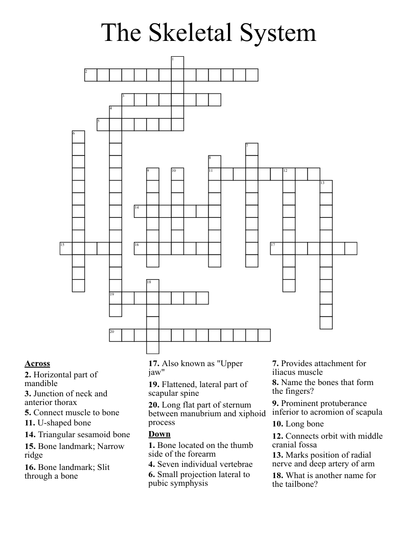 The Skeletal System Crossword WordMint