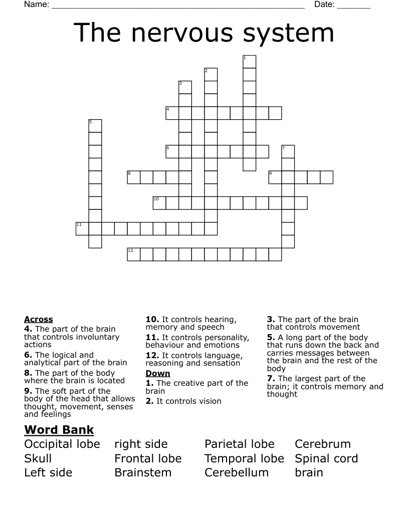 The nervous system Crossword - WordMint
