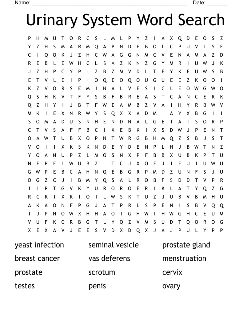 Urinary System Word Search - WordMint