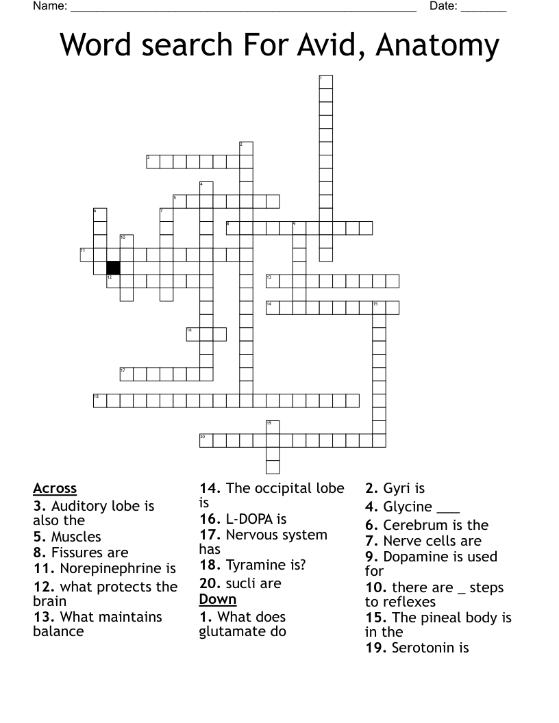 Word search For Avid, Anatomy Crossword - WordMint
