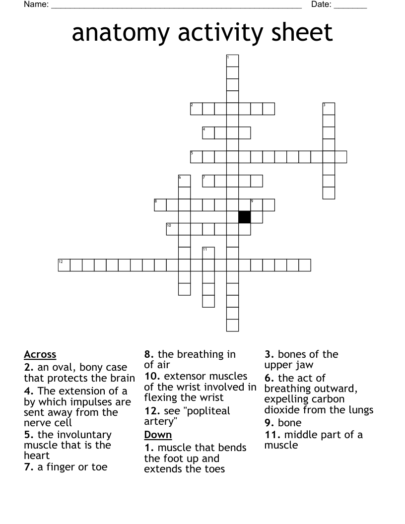 anatomy activity sheet Crossword - WordMint