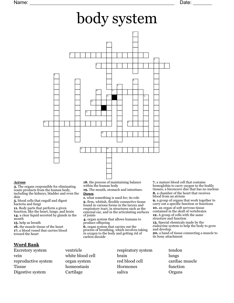 body system Crossword - WordMint