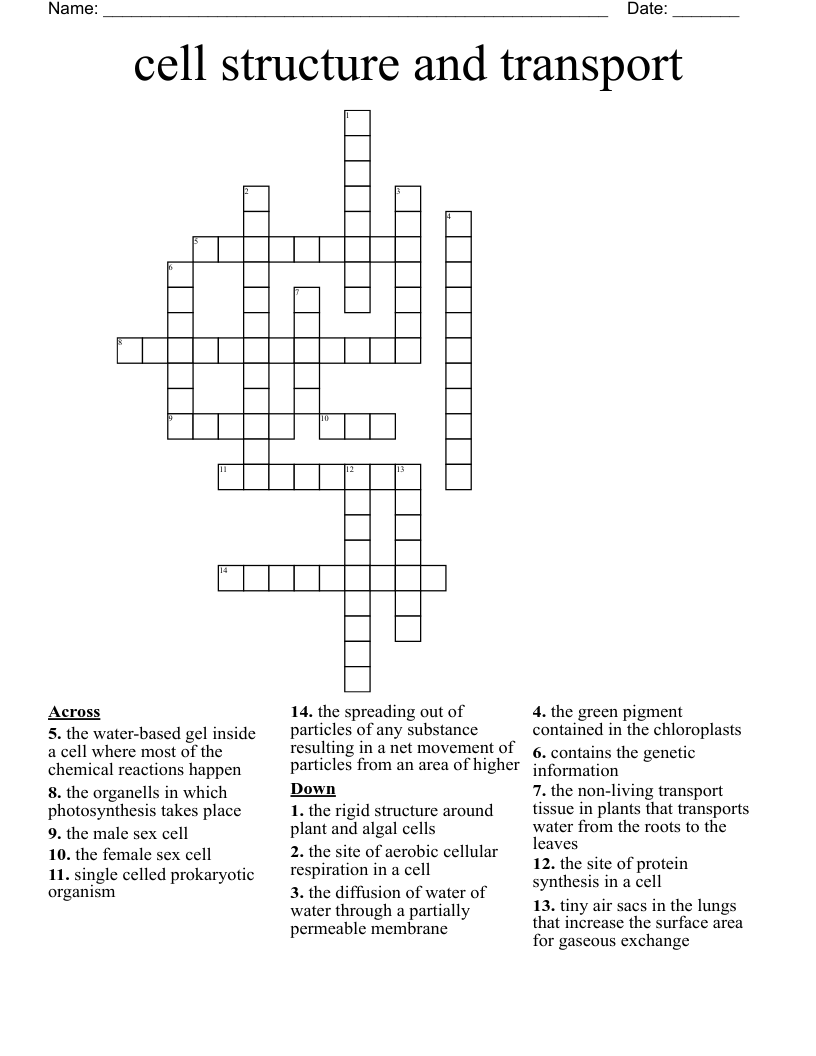 cell structure and transport Crossword - WordMint
