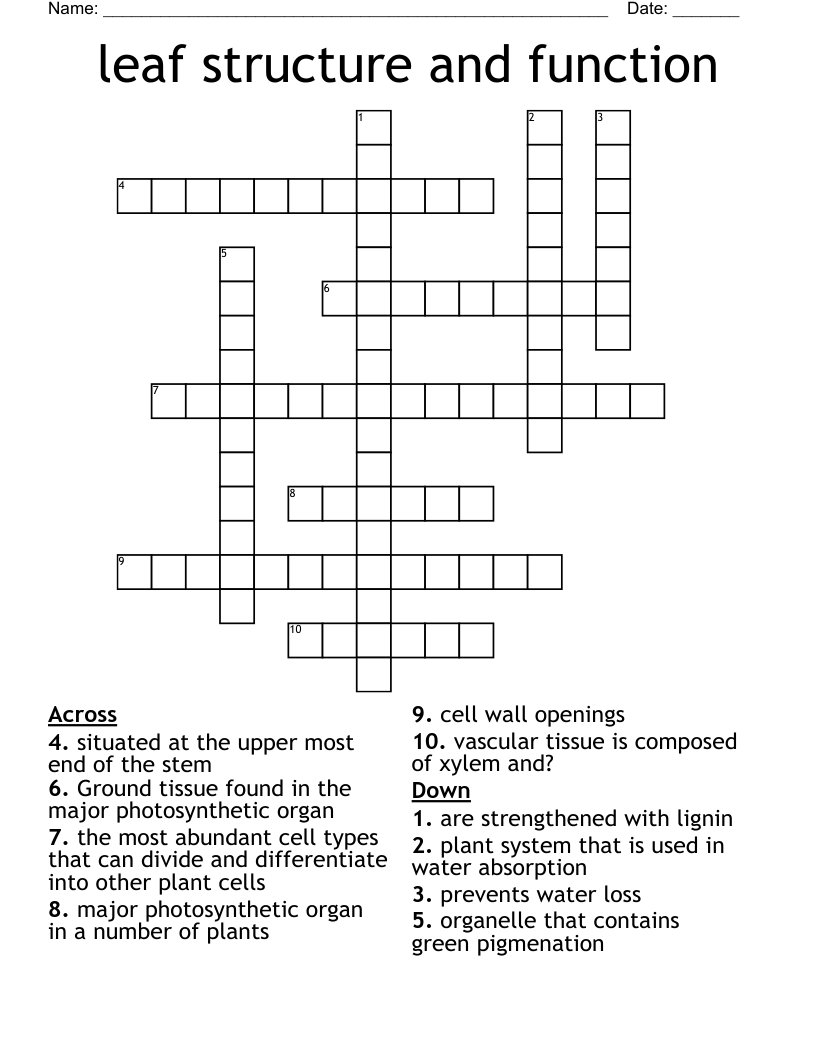 Leaf Structure And Function Crossword WordMint