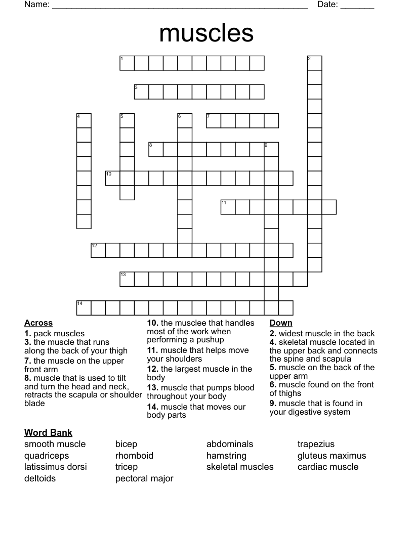 Muscles Crossword WordMint