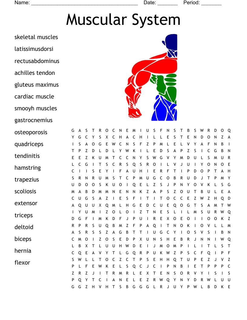 Muscular System Word Search WordMint