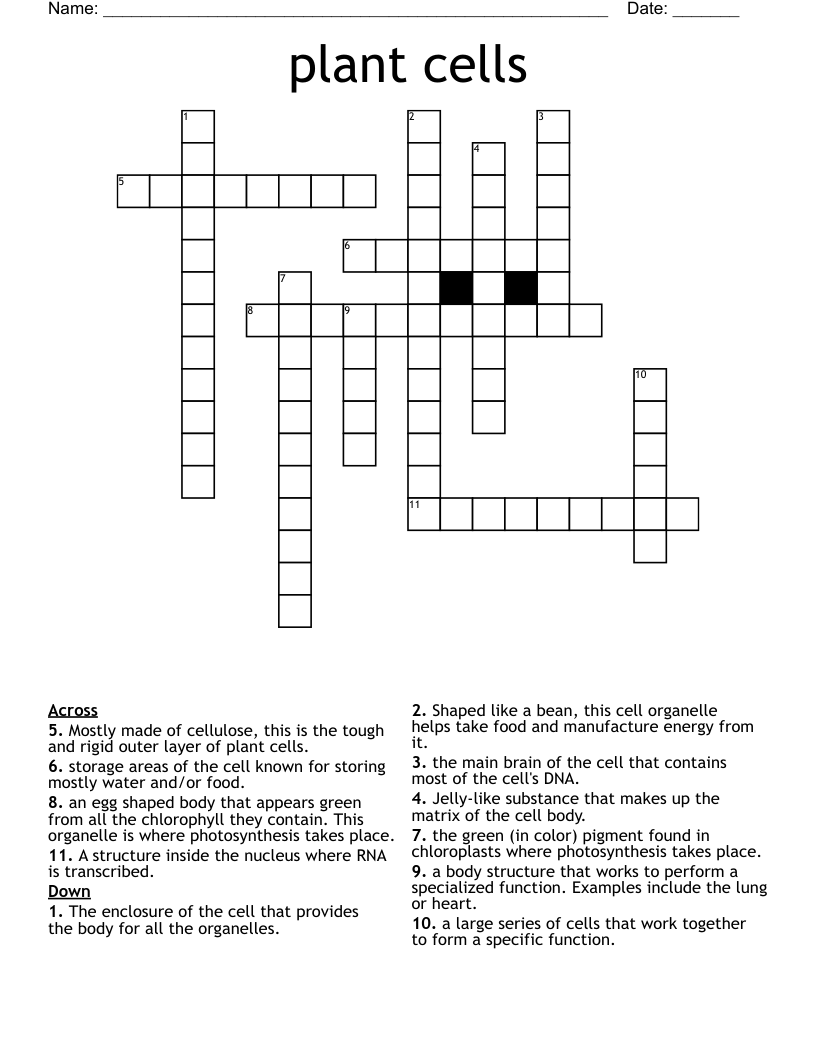 Plant Cells Crossword WordMint