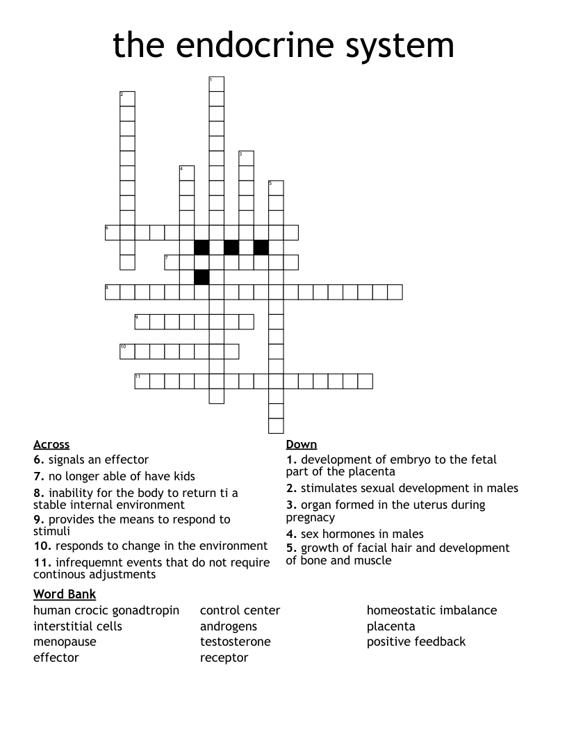 the endocrine system Crossword - WordMint